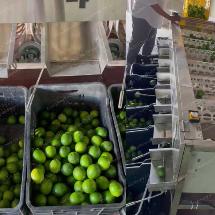 Grade 7 orange grading machine sold to Dominica - Taizy Machinery